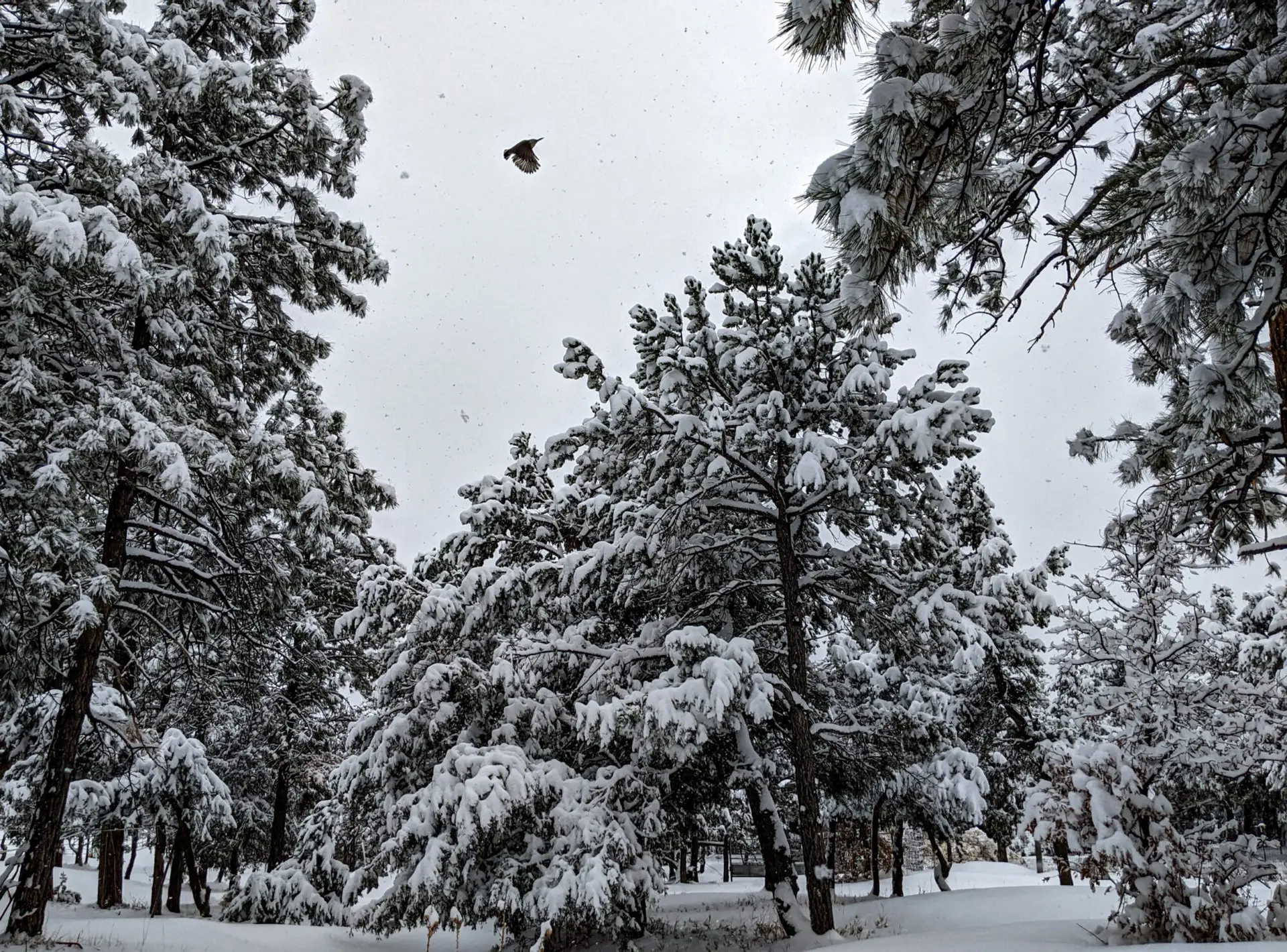 Snow, at Last - A warm El Nino winter finally Taos brings some snow