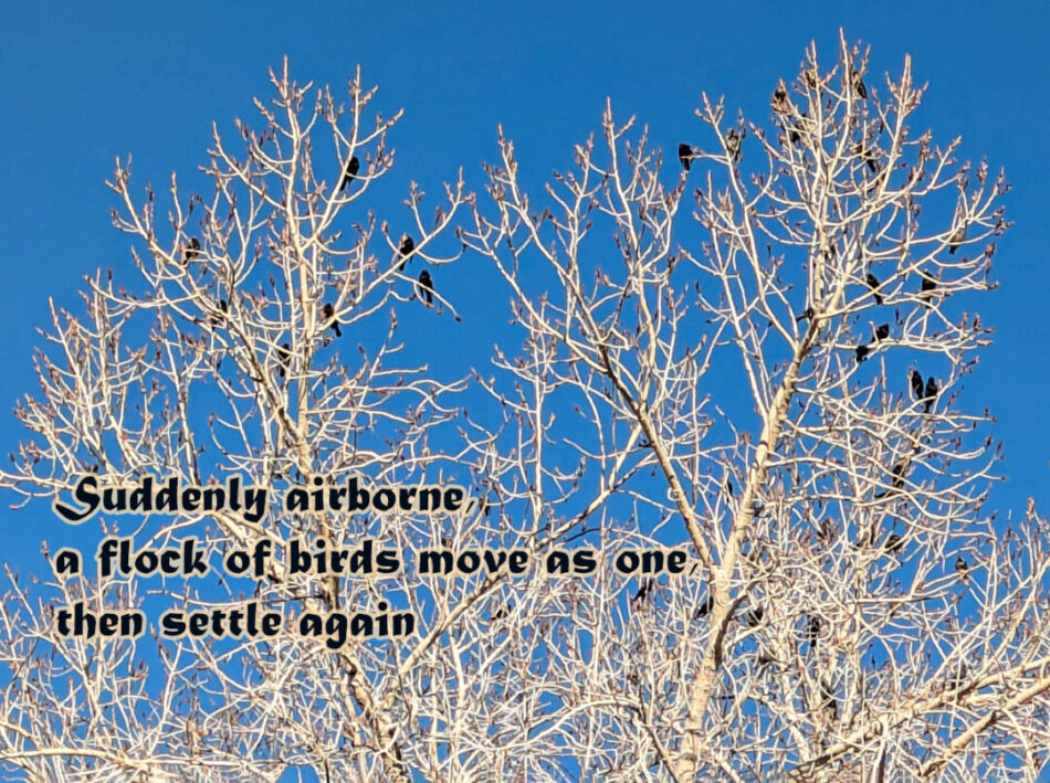 Haiku 11/20/2024 - Magik Square Productions