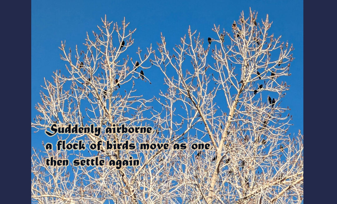 Haiku 11/20/2024 - Magik Square Productions